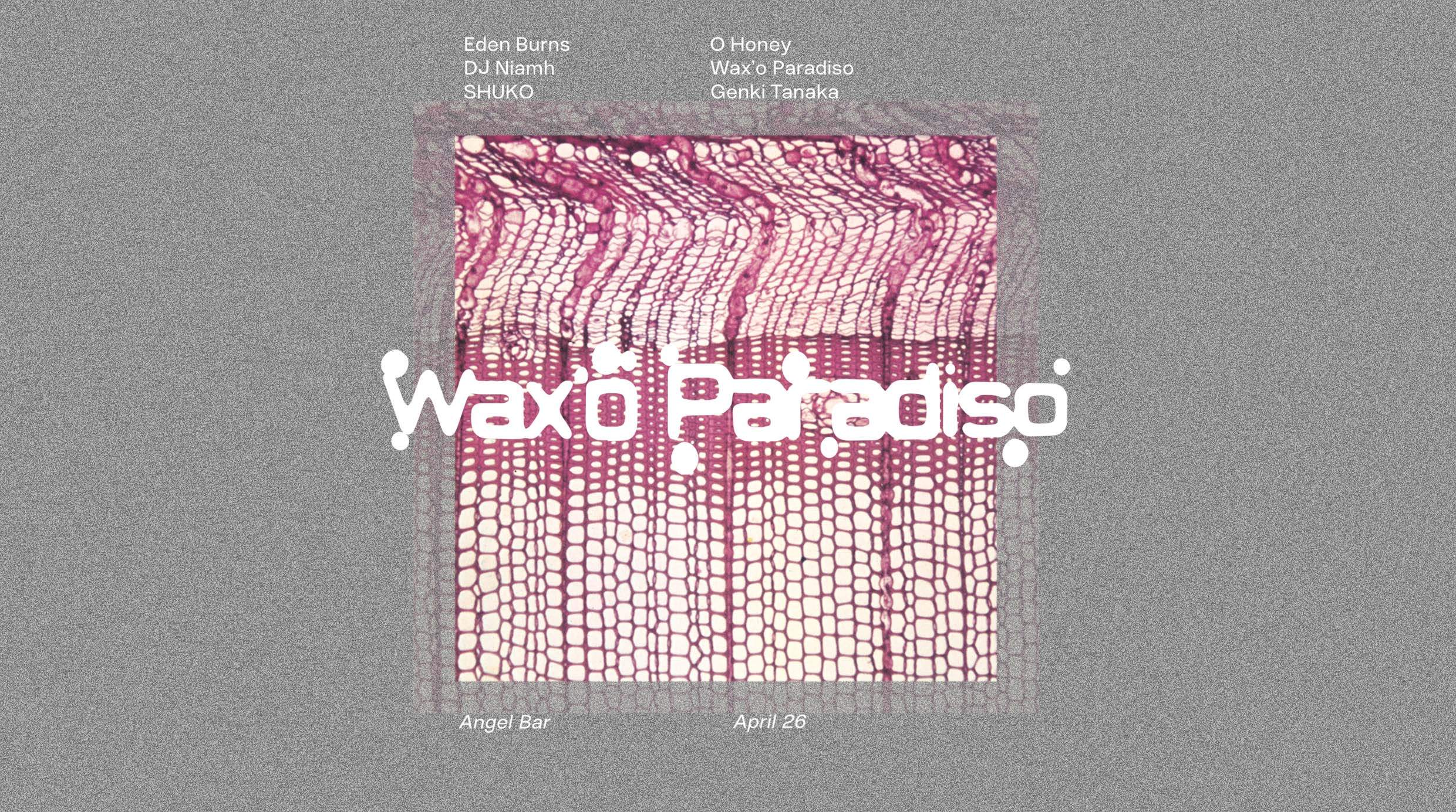 Wax'o Paradiso at Angel Music Bar, Melbourne