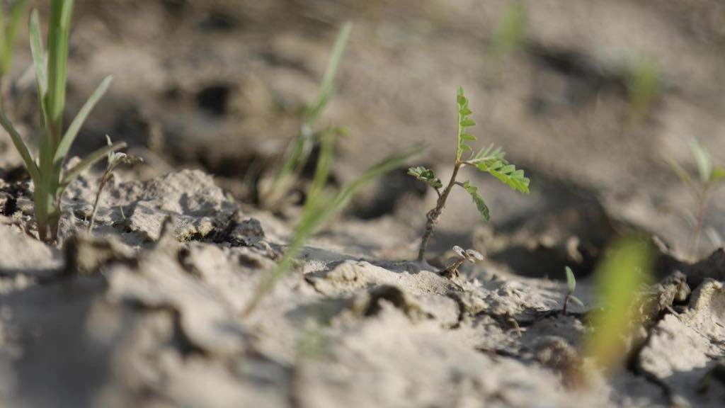 New tree-planting music festival, BEATFOREST, to take place in Thailand ...