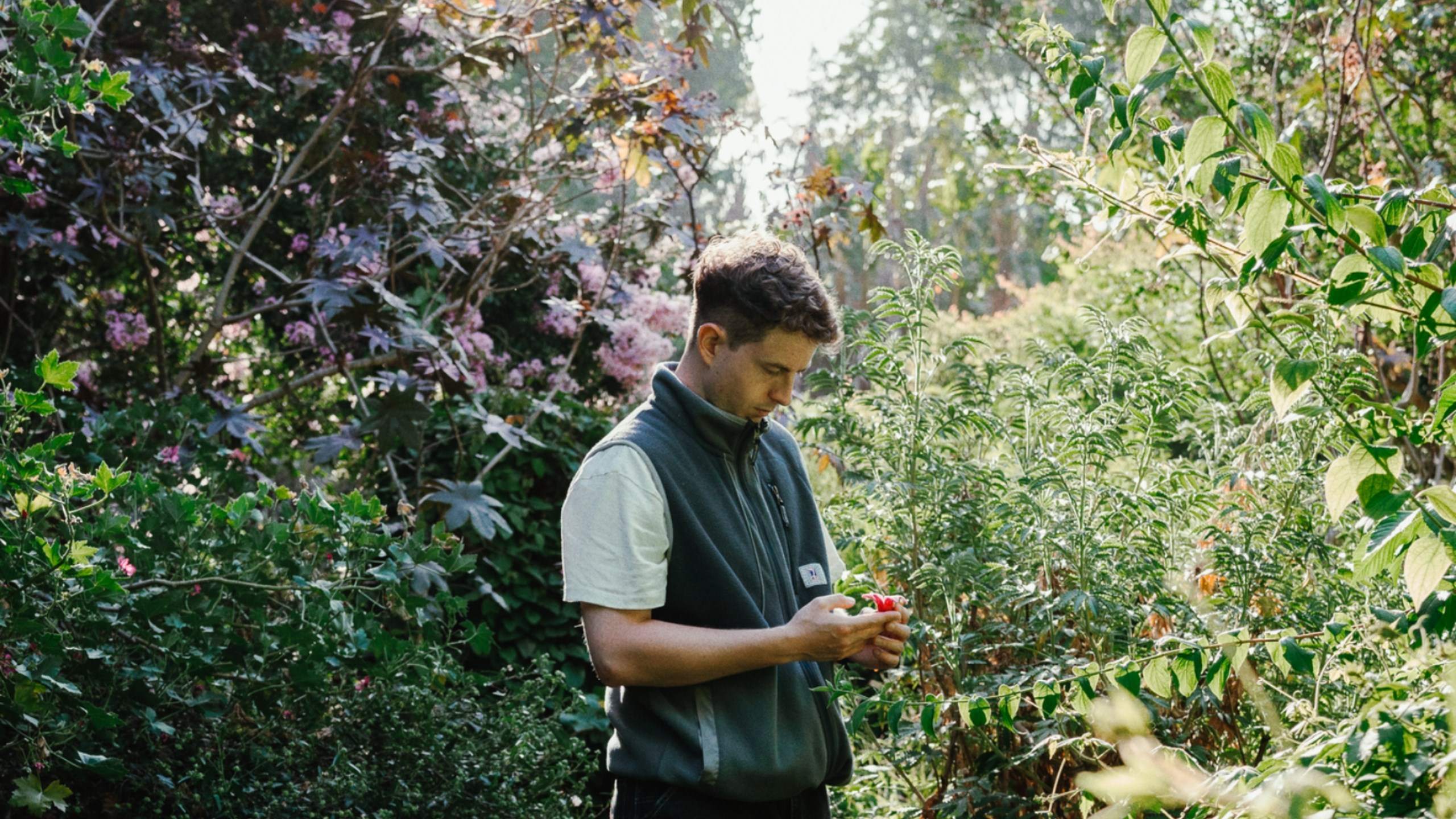 Wall Poppy · Artist Profile