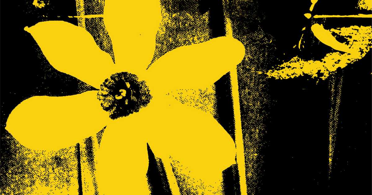 Shy Bairns Cobalt Backyard Party at Cobalt Studios, Newcastle