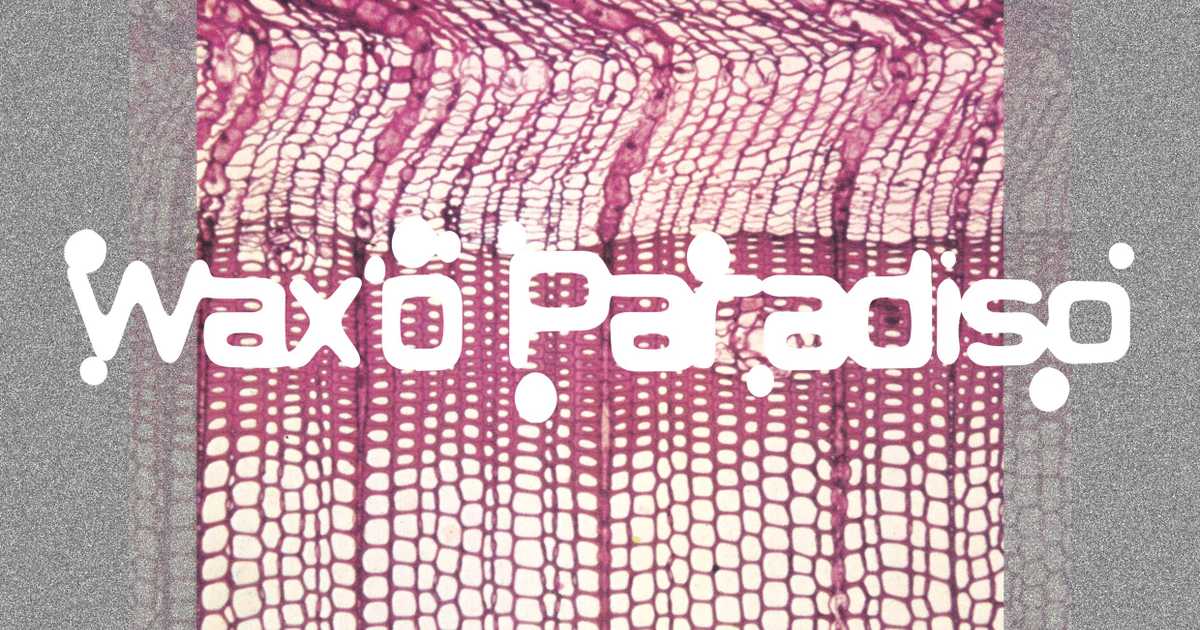 Wax'o Paradiso at Angel Music Bar, Melbourne